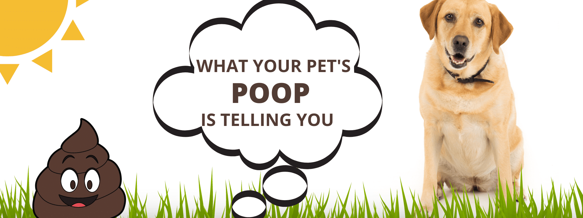 Get the Scoop: What Your Pet's Poop is Telling You - The Waggin Train ...