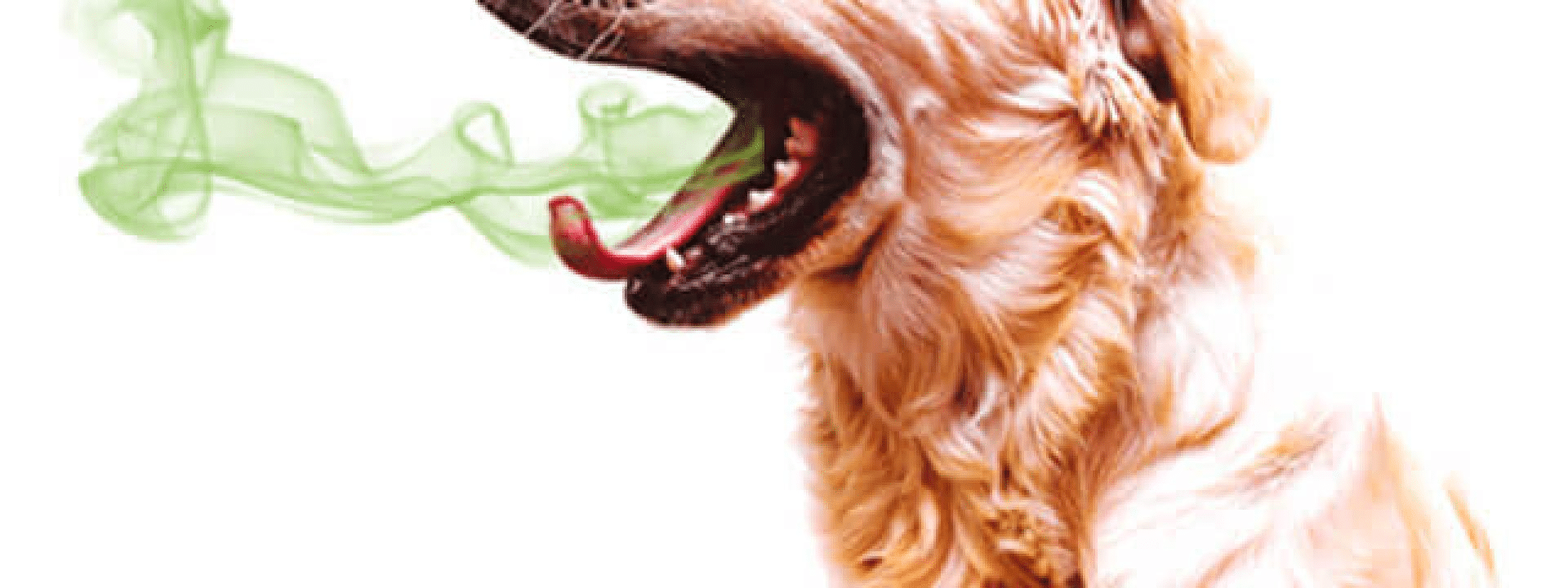 Bad Pet Breath? 10 Important Things You Need To Know... - The Waggin ...